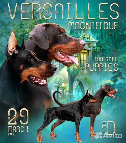 Коричневые щенки добермана в Версаль Манифик