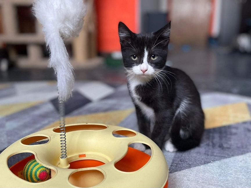 В добрые руки котенок Гарри