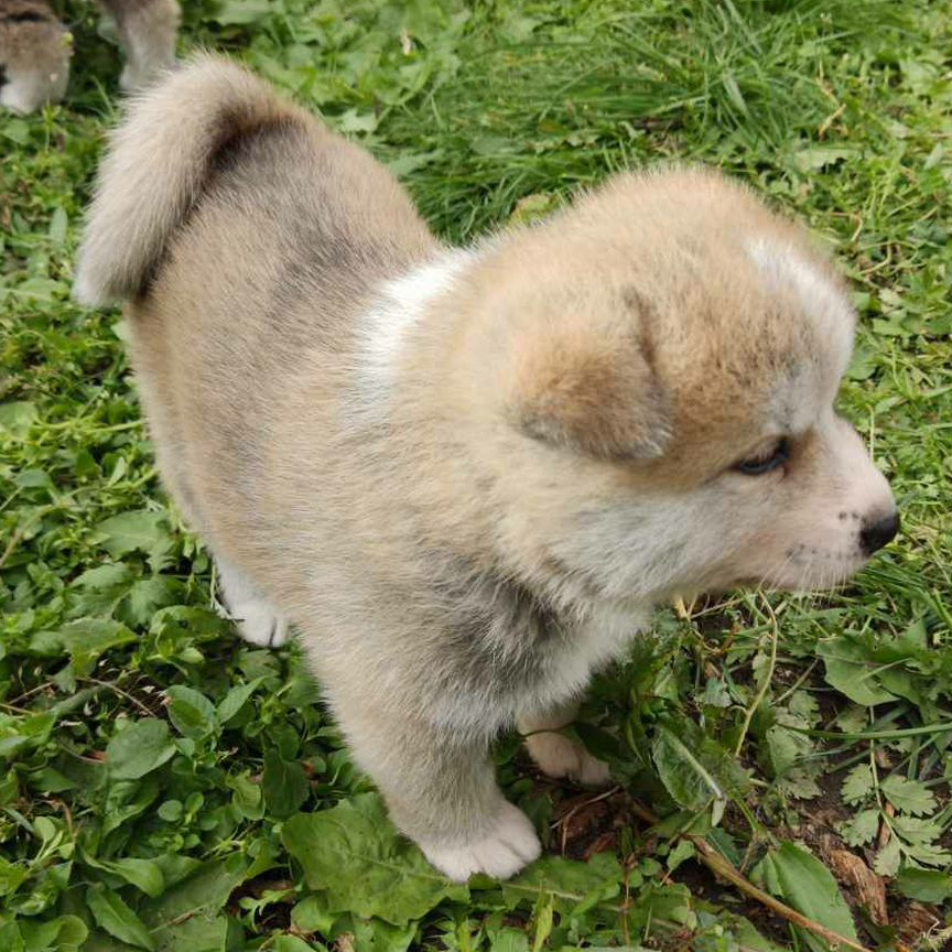 Щенки Акита ину (Хатико)