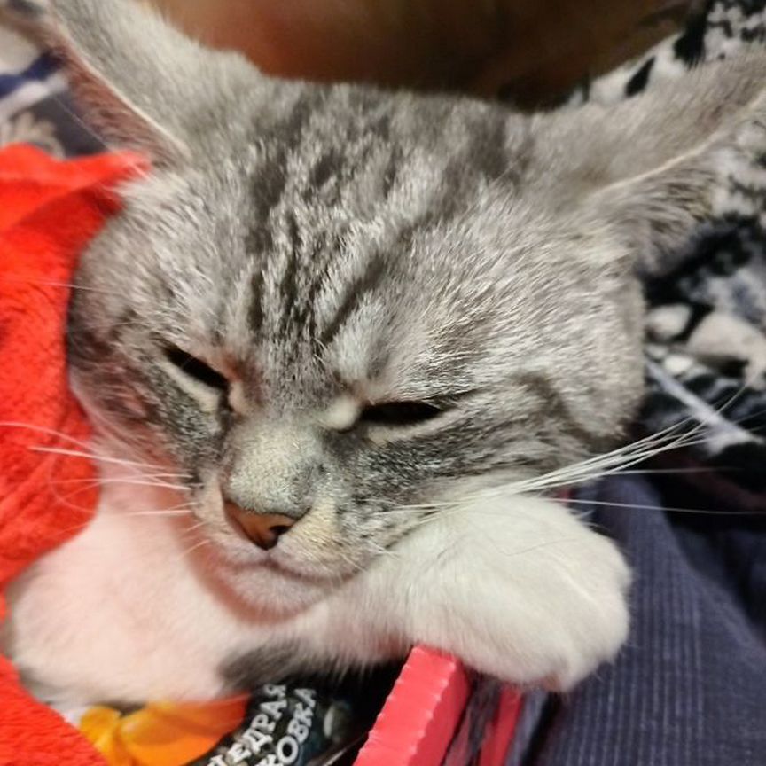 Котик Винтик (Вениамин)