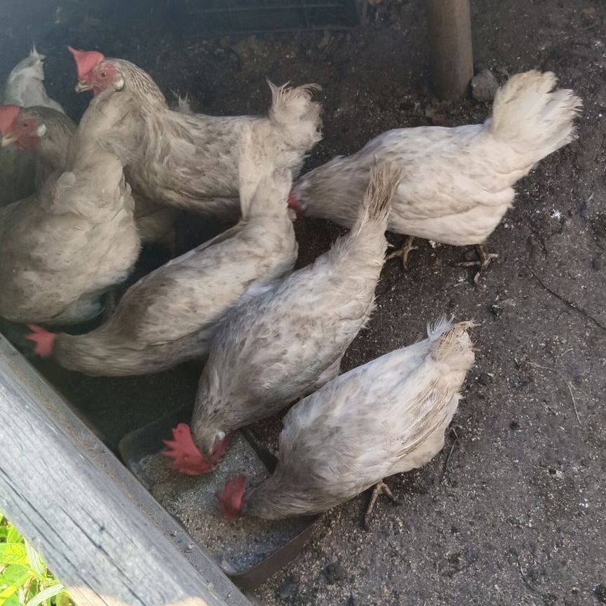 Куры несушки