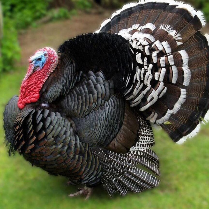 Продам индюков