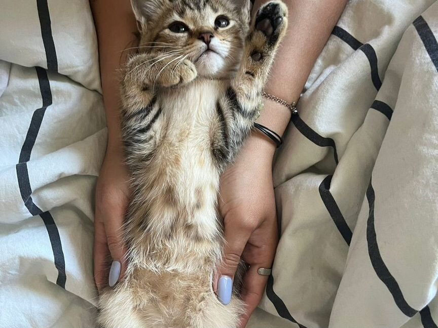 Котята в дар