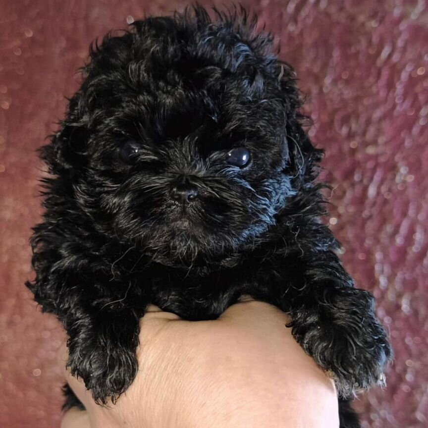 Тикап Мальтипу F1