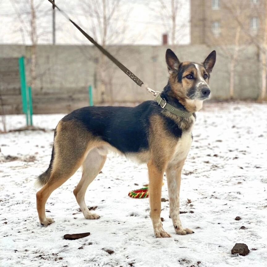 Хьюго - собака в добрые руки