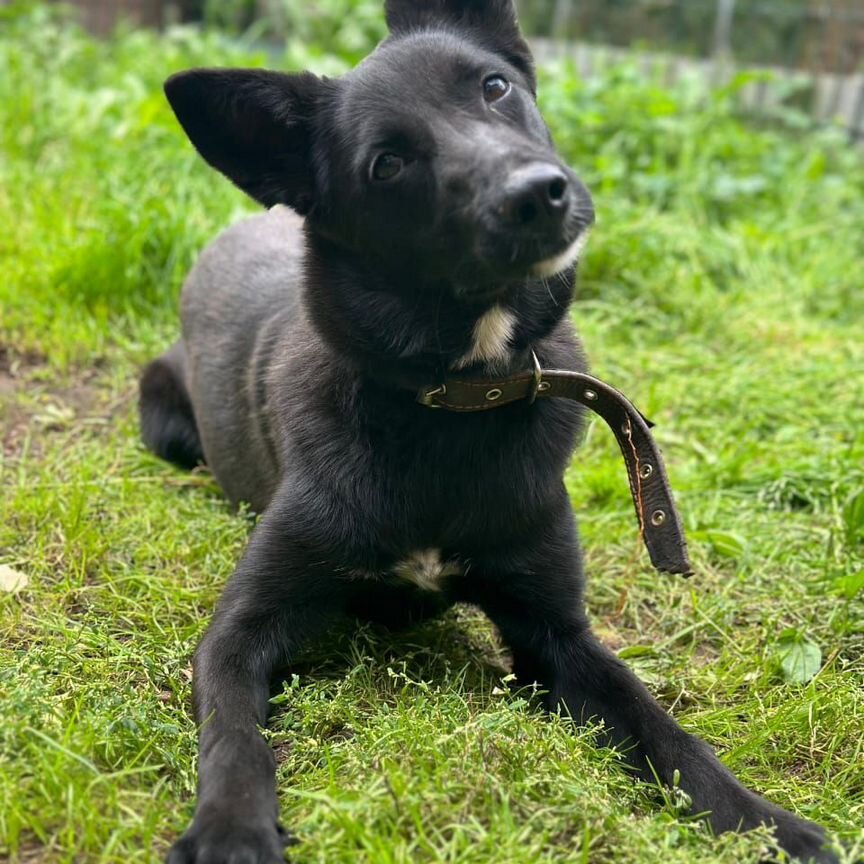 Собака в добрые руки