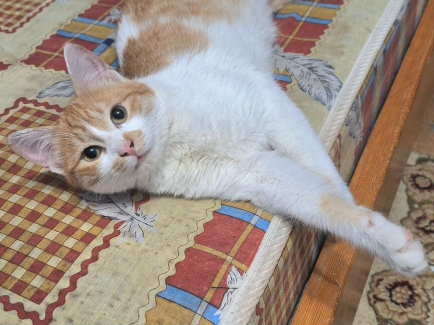 Котенок 5мес ищет дом