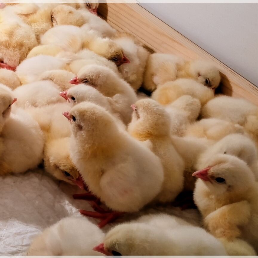 Цыплята бройлеры