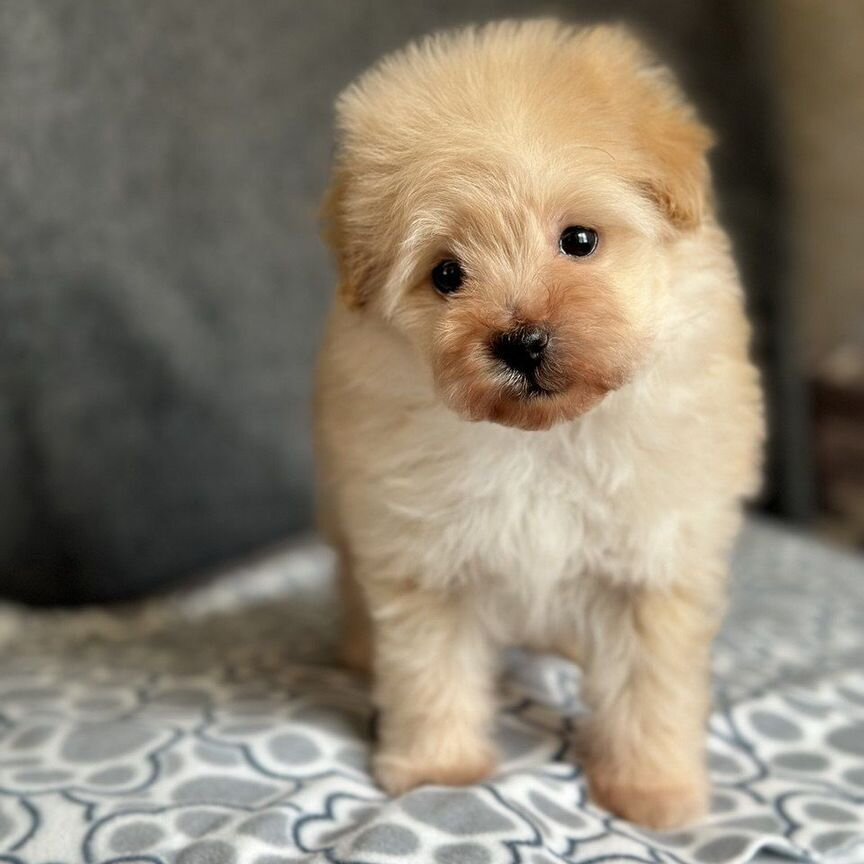 Щенки помапу