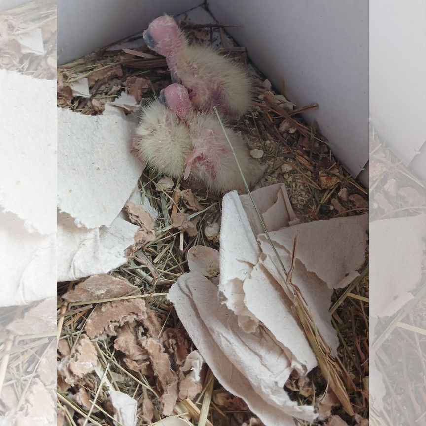 Птенцы корелла,выкормыш