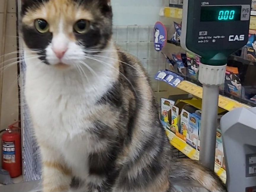 Отдам 3кг 630гр мурчащего счастья