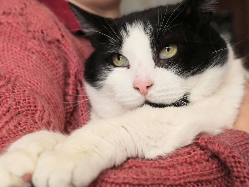 Плюшевый котик ищет дом