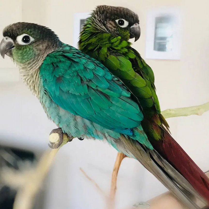 Попугай пиррура