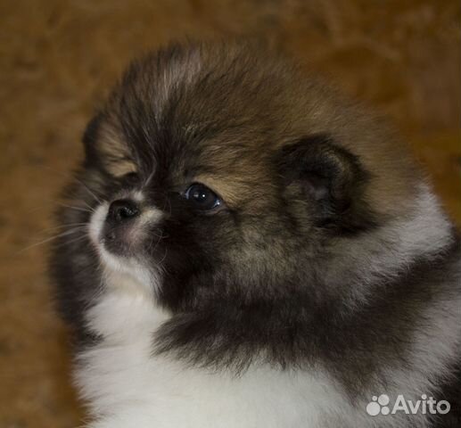 Шикарная патиколорная девочка