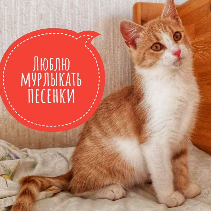 Рыжее солнышко (кот в добрые руки)