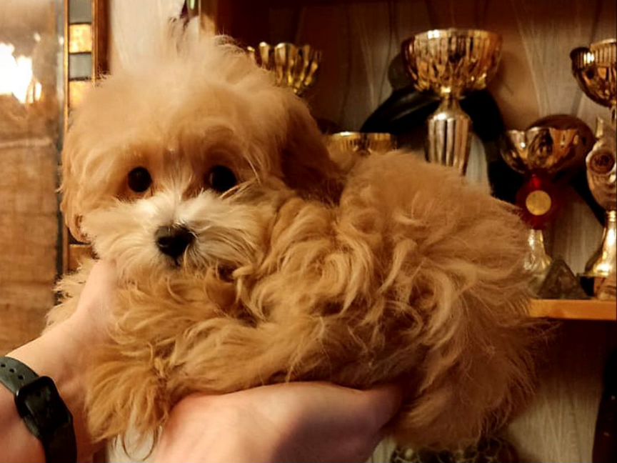 Мальтипу щенки ф1 мини