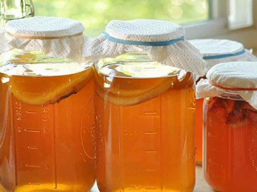 Чайный гриб комбуча