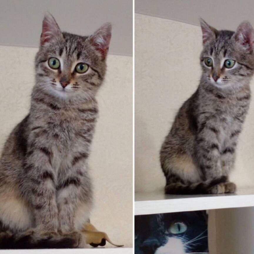 Котёнок в добрые руки