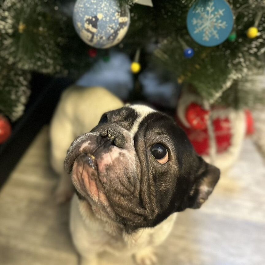 Отдам собаку в добрые руки. Французский будьдог