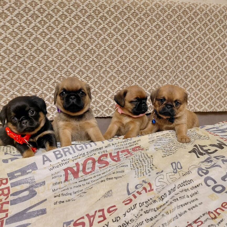 Пти-брабансон, щенок