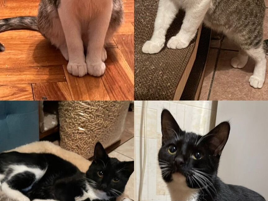 Котята мальчики бесплатно