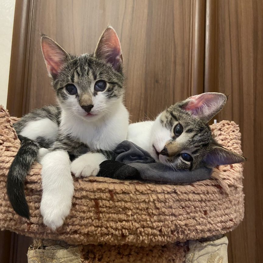 Котята в добрые руки