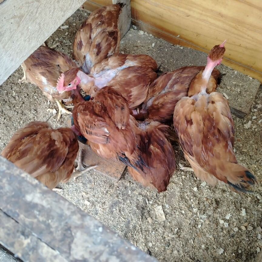 Куры петушки голошейки