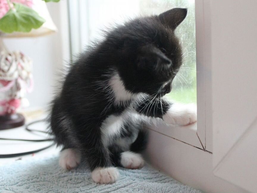 Котенок мальчик ищет дом