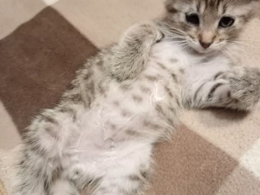 Марсель, милый котенок в поисках дома