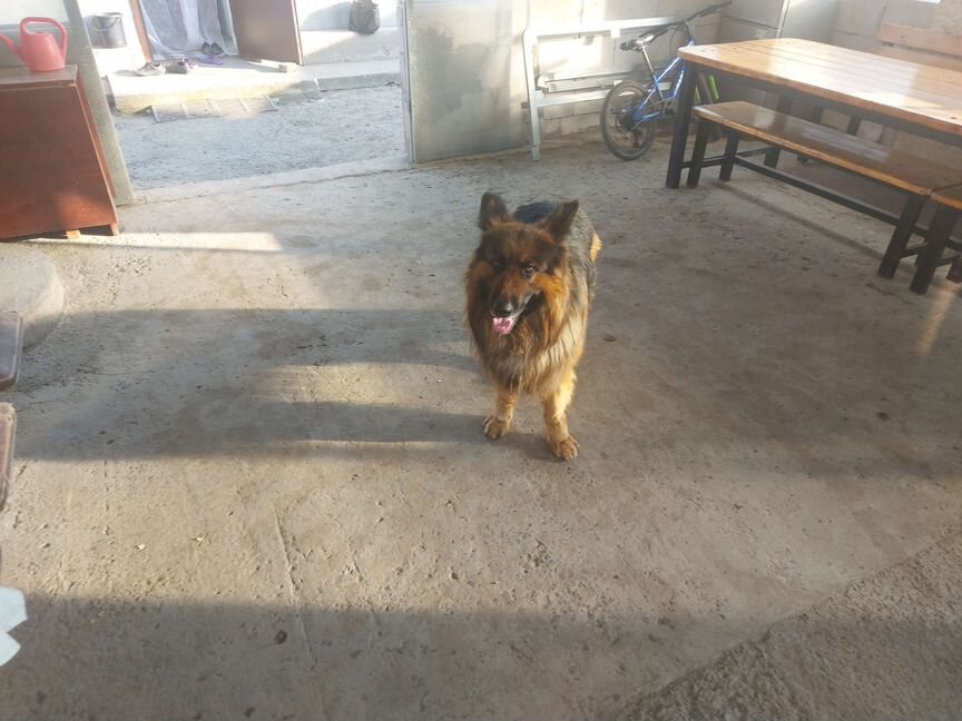 Вязка.немец