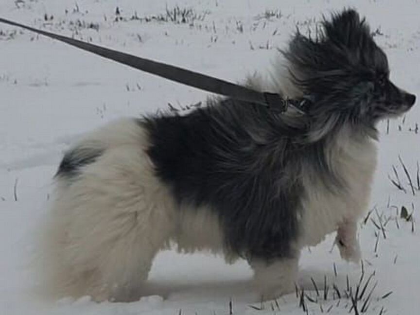 Малый Немецкий Шпиц