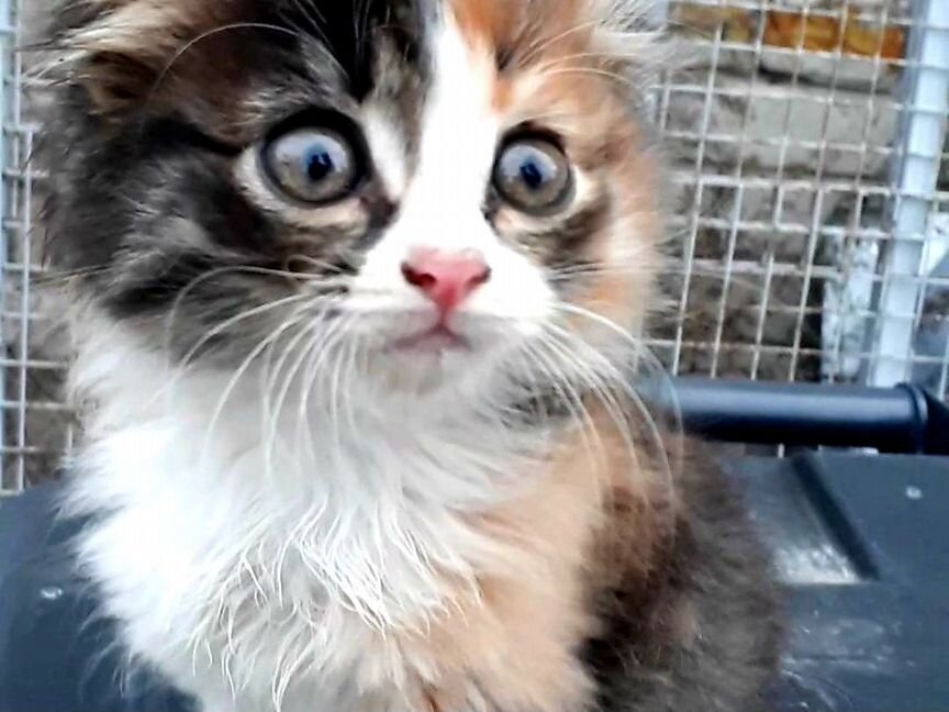 Котёнок-самка
