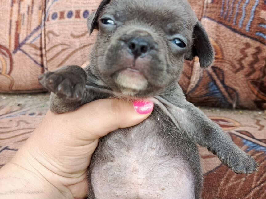 Французский бульдог мини в голубом окрасе