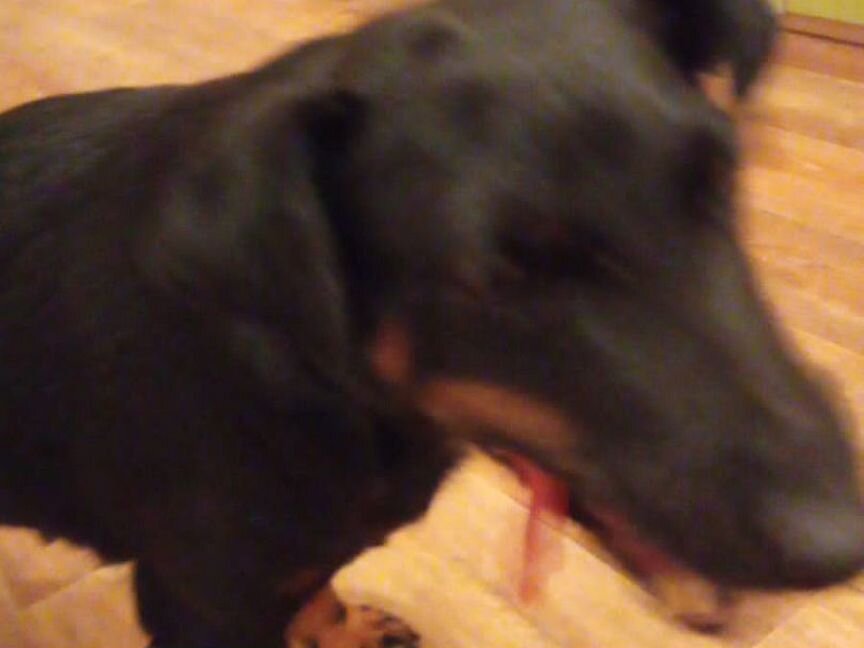 Немецкий ягдтерьер