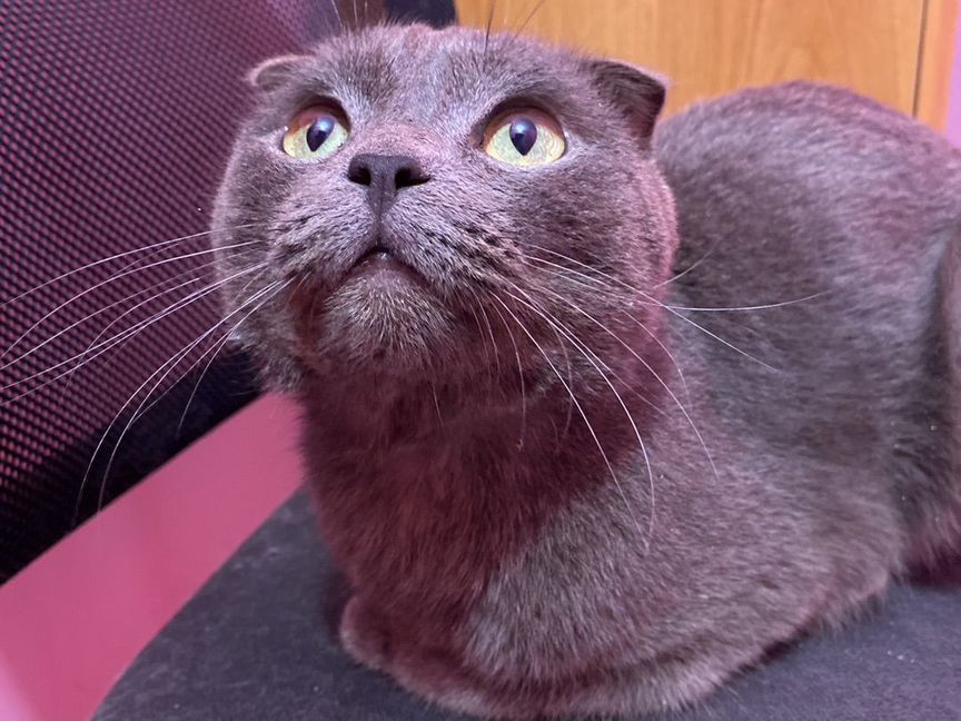 Британская