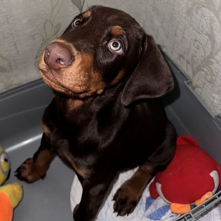 Щенки добермана