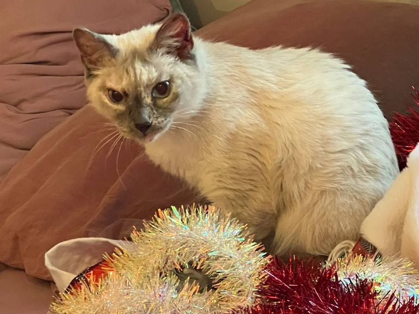 Кошечка в очень добрые ручки