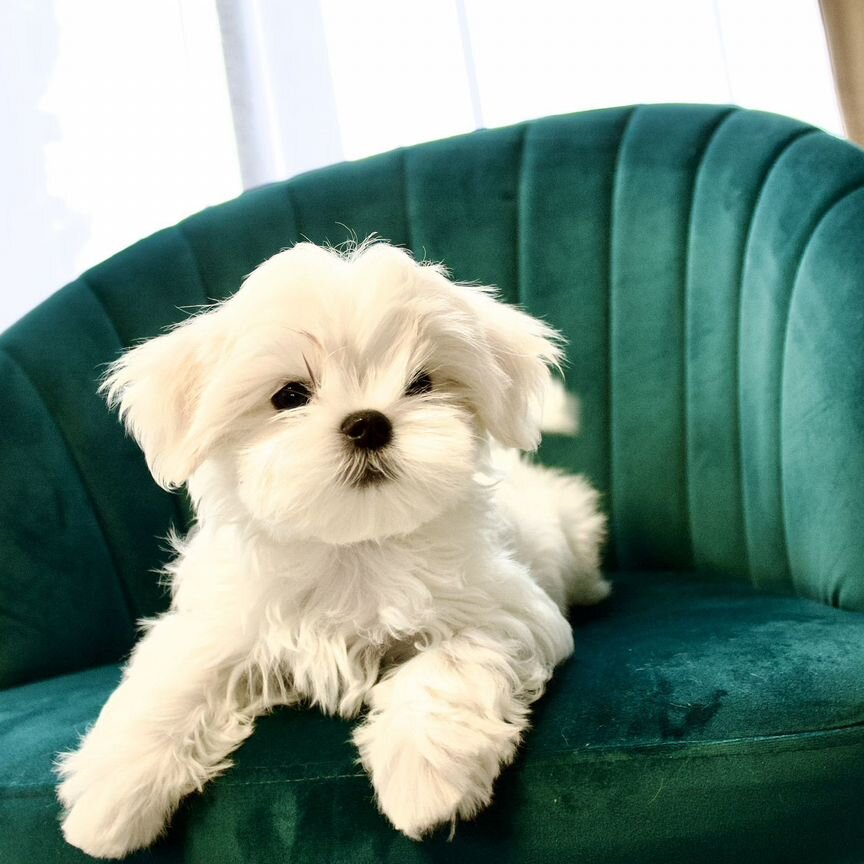 Мальтезе щенки