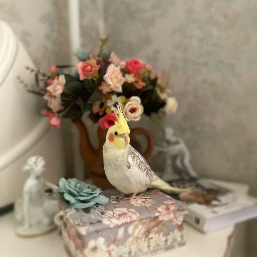 Корелла птенцы попугаи