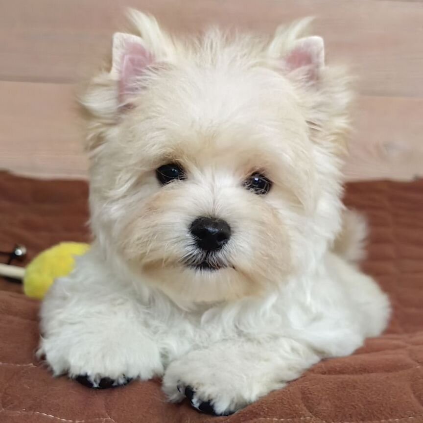 Йоркширский терьер, щенок