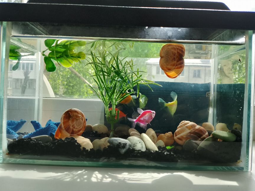 Аквариумные рыбки с аквариумом