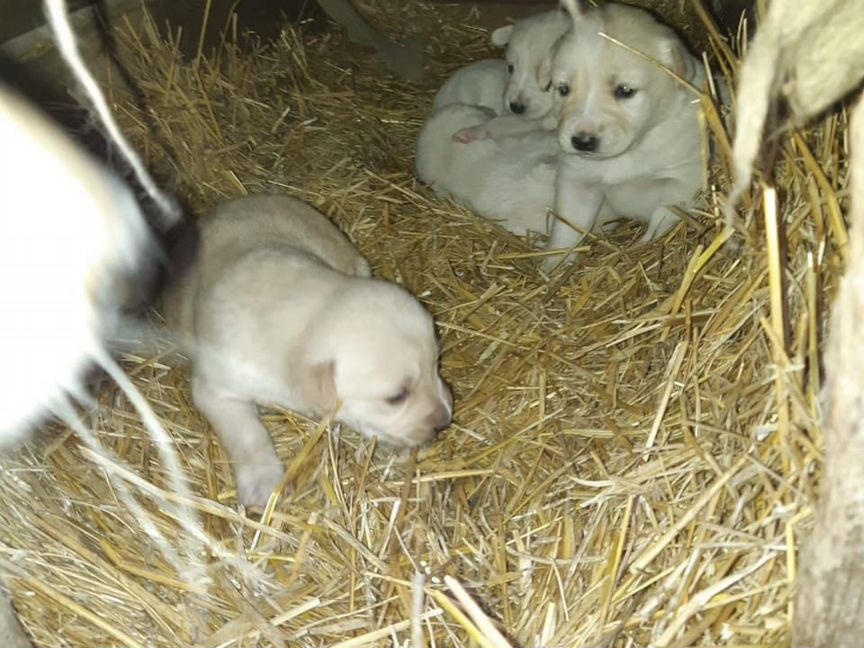 Отдаются щенки в добрые руки