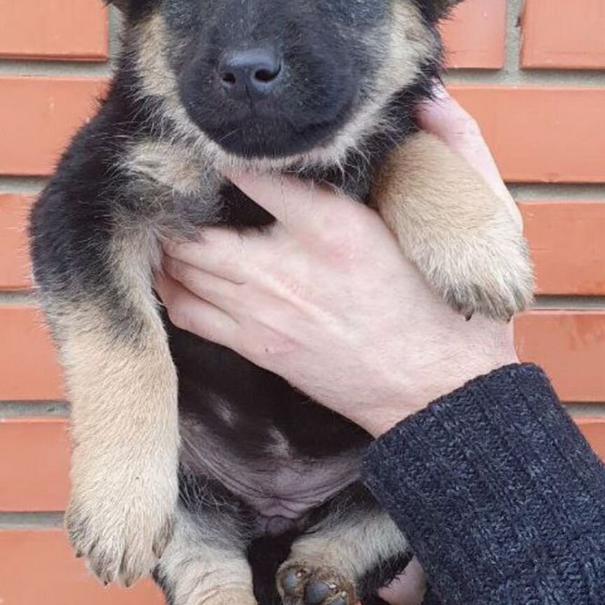 Полупородистые