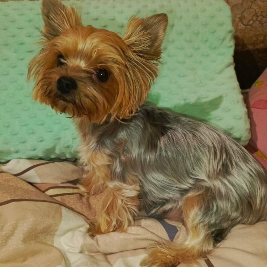 Йоркширский терьер, щенок