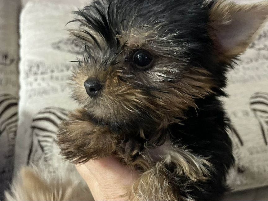 Щенки йорка mini baby фэйс