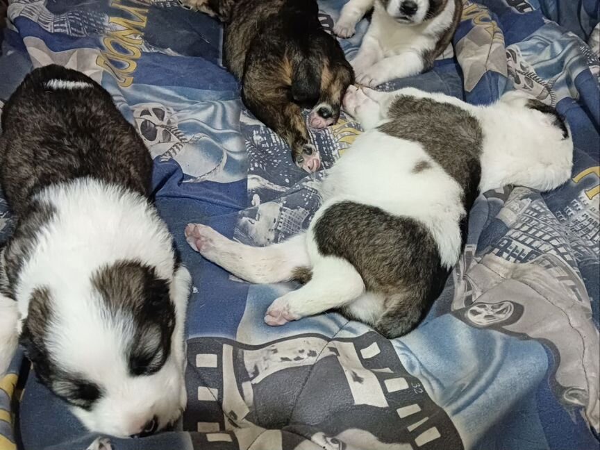 Щенки сао алабай