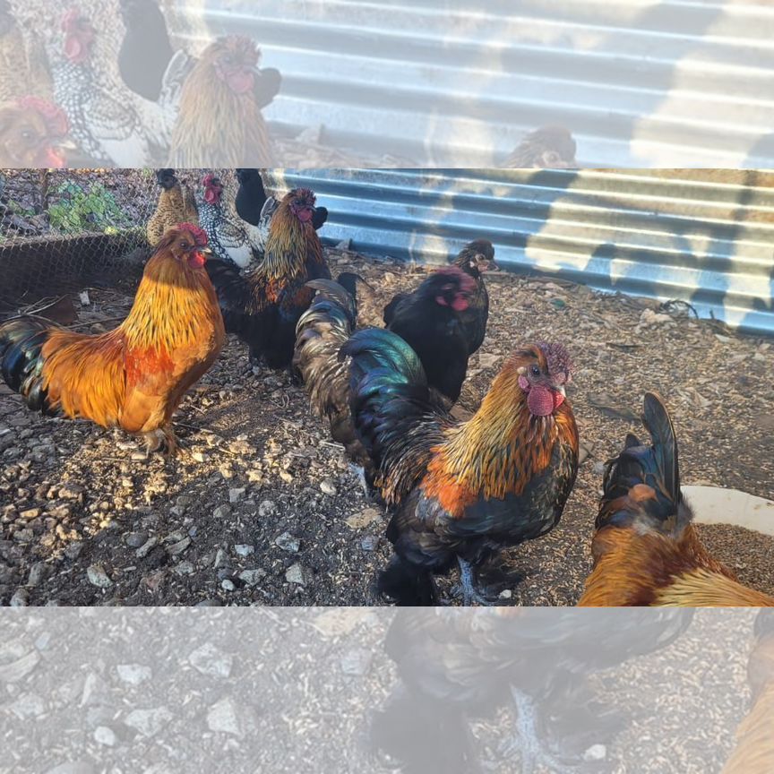 Куры домашние