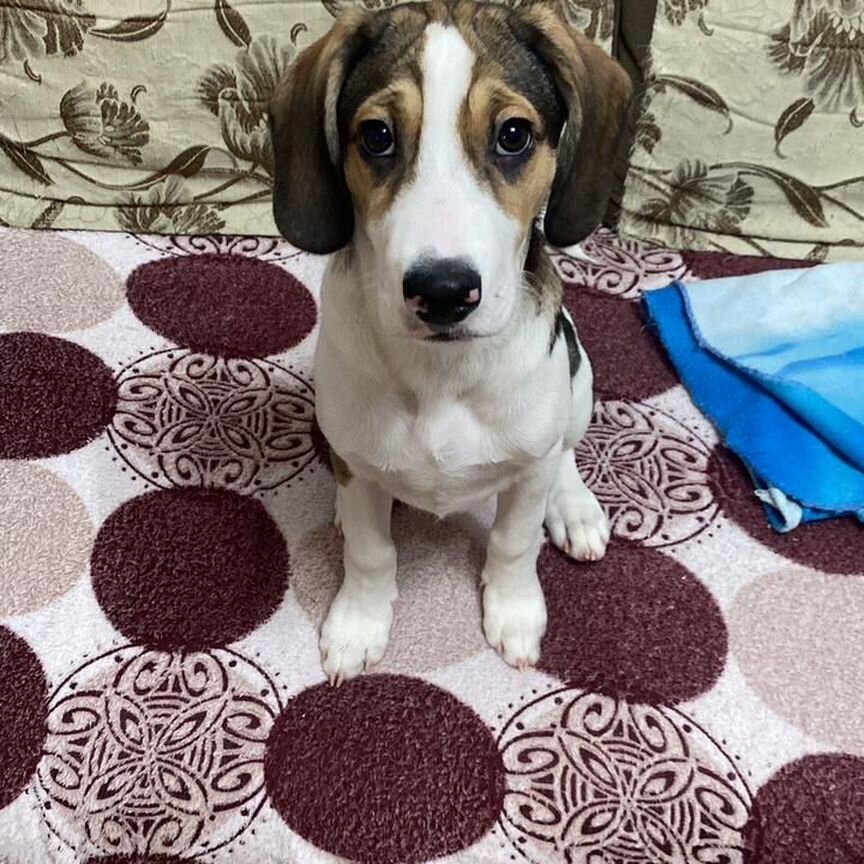 Малыш биглюш