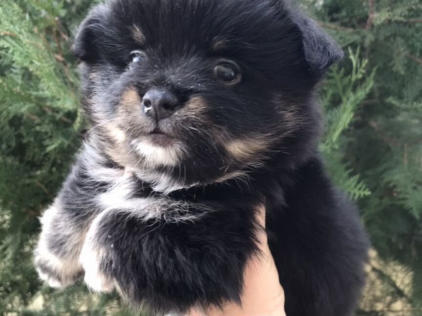 Немецкий шпиц мальчик