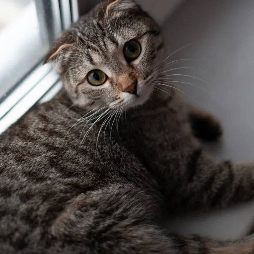 Шотландский вислоухий короткошёрстный котёнок